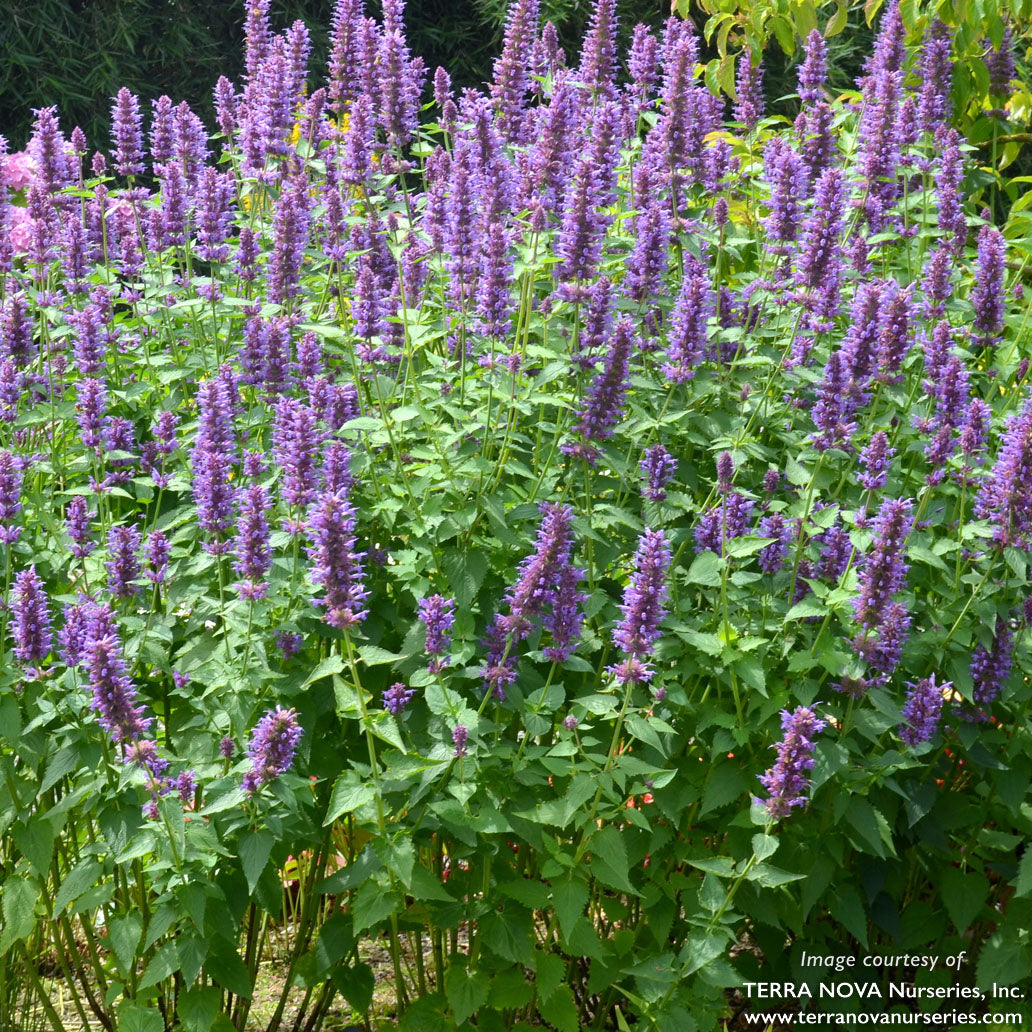 Agastache Blue Boa 1gal CF – Cornell Farm