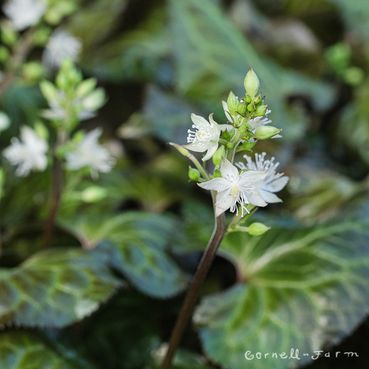 Beesia deltophylla 2gal – Cornell Farm
