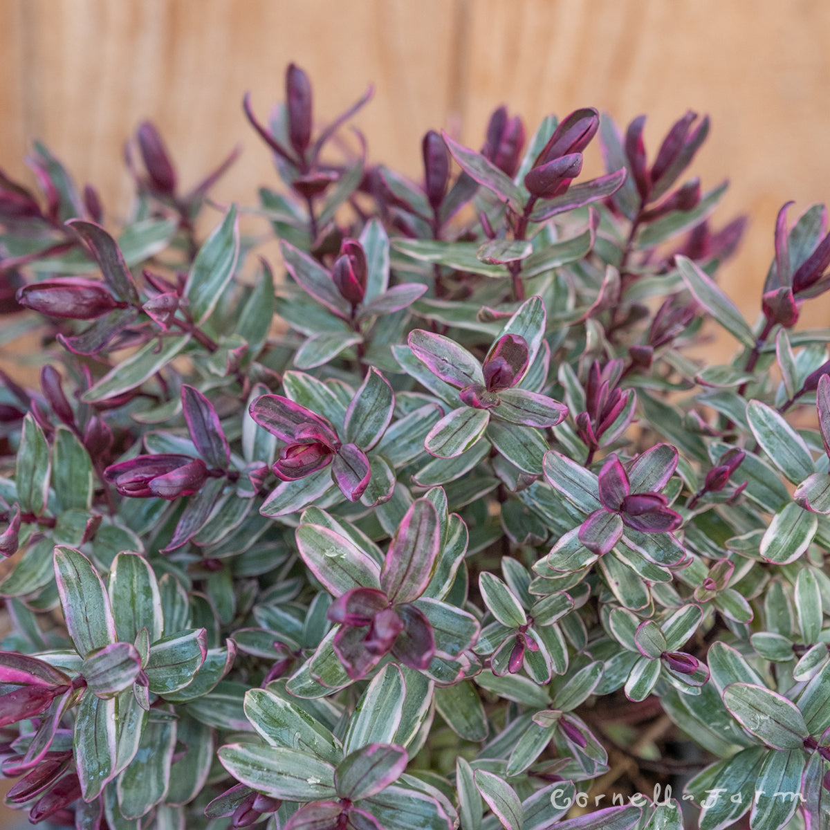 Hebe Surf Swell 1gal – Cornell Farm