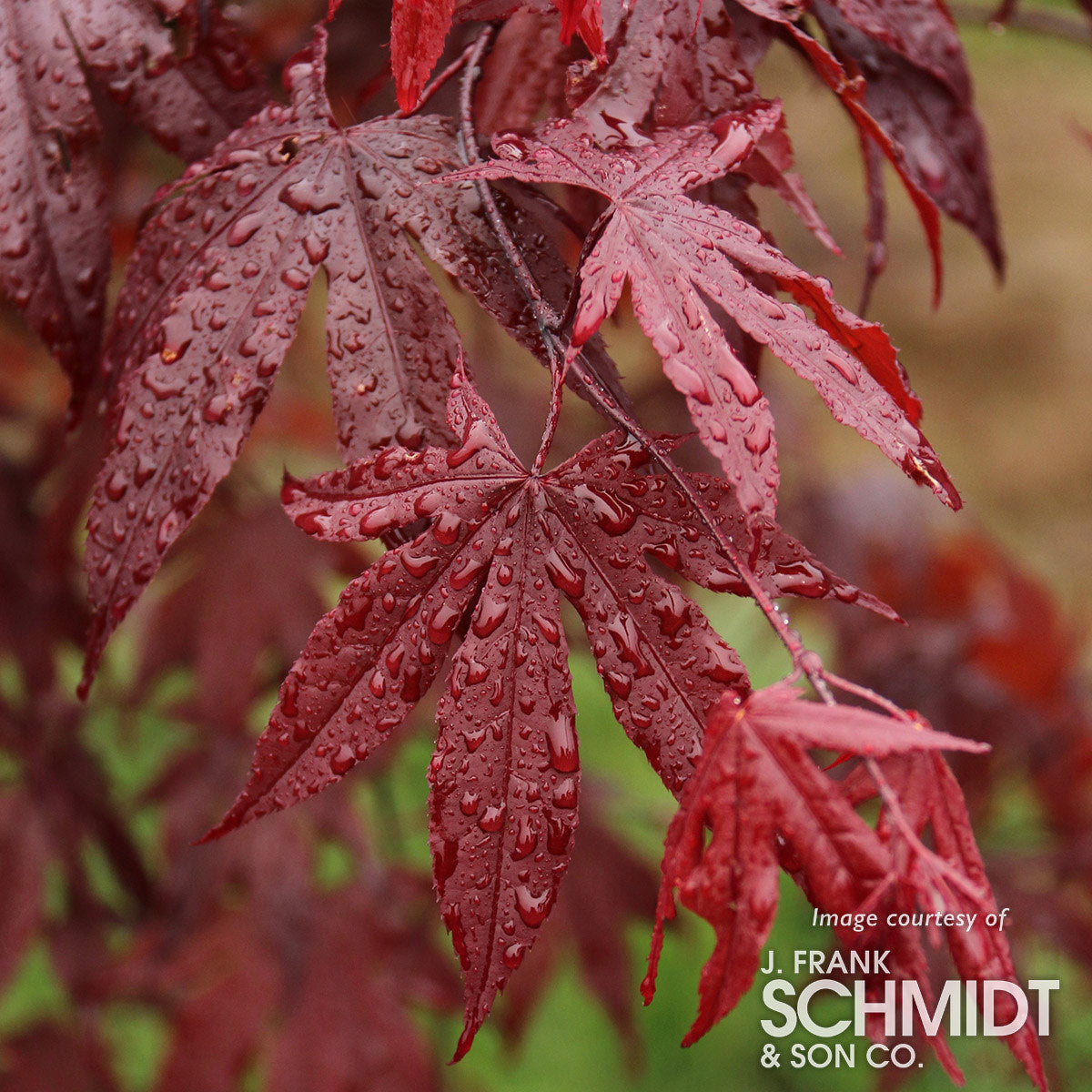 Acer p. Emperor One 15gal 5-6' Japanese Maple – Cornell Farm