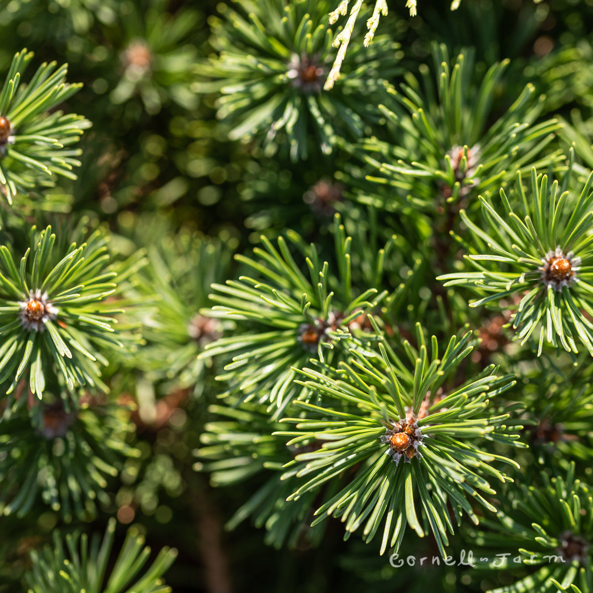 Pinus m. Slowmound 4in Mugo Pine Fanciful Garden – Cornell Farm