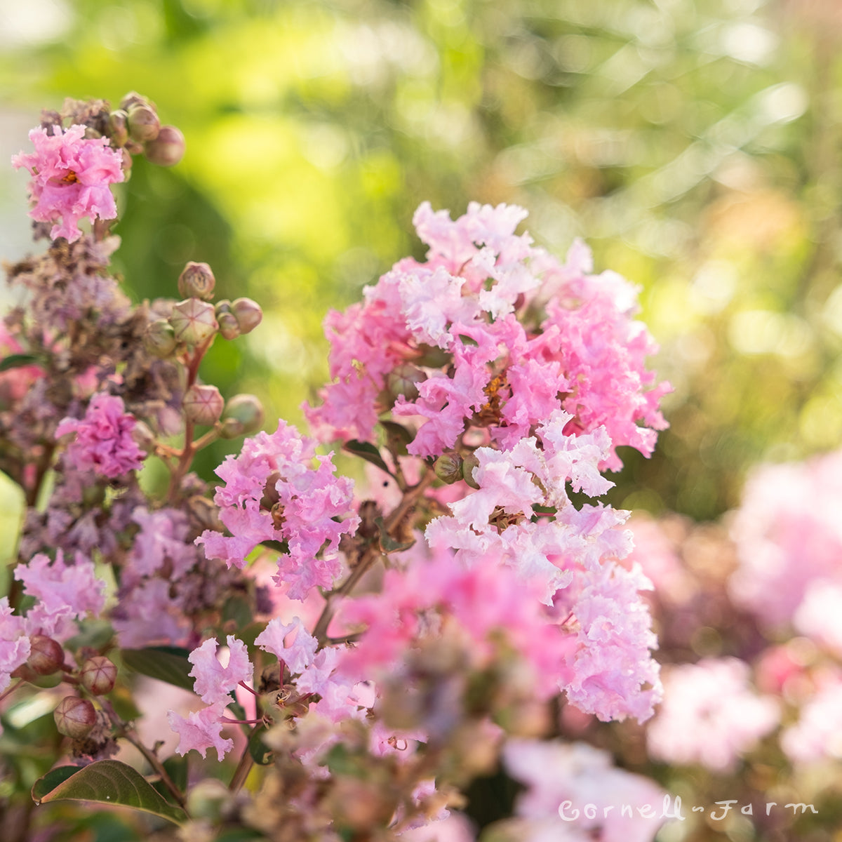 Lagerstroemia Petite Pinkie 5gal Dwarf Crape Myrtle Shrub Form ...