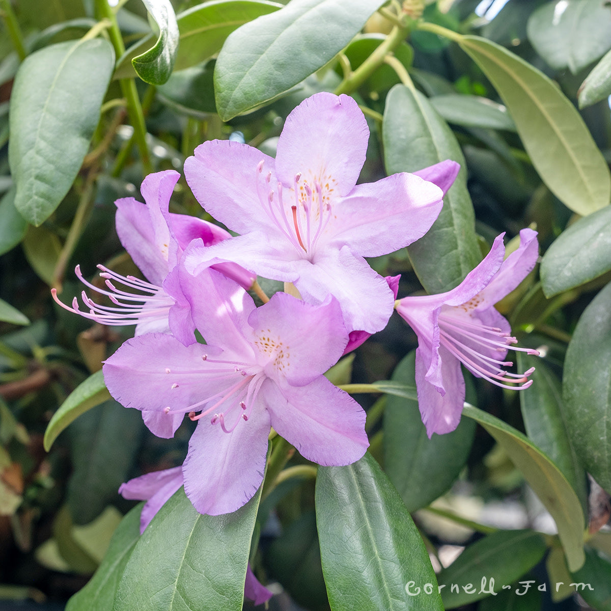 Rhododendron Purpureum Elegans 10gal – Cornell Farm