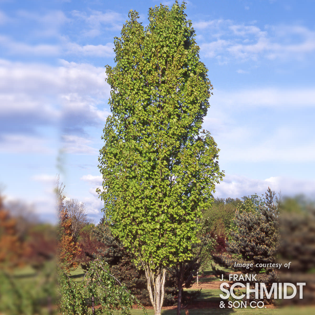 Acer r. Bowhall 15gal 1.25in Red Maple – Cornell Farm