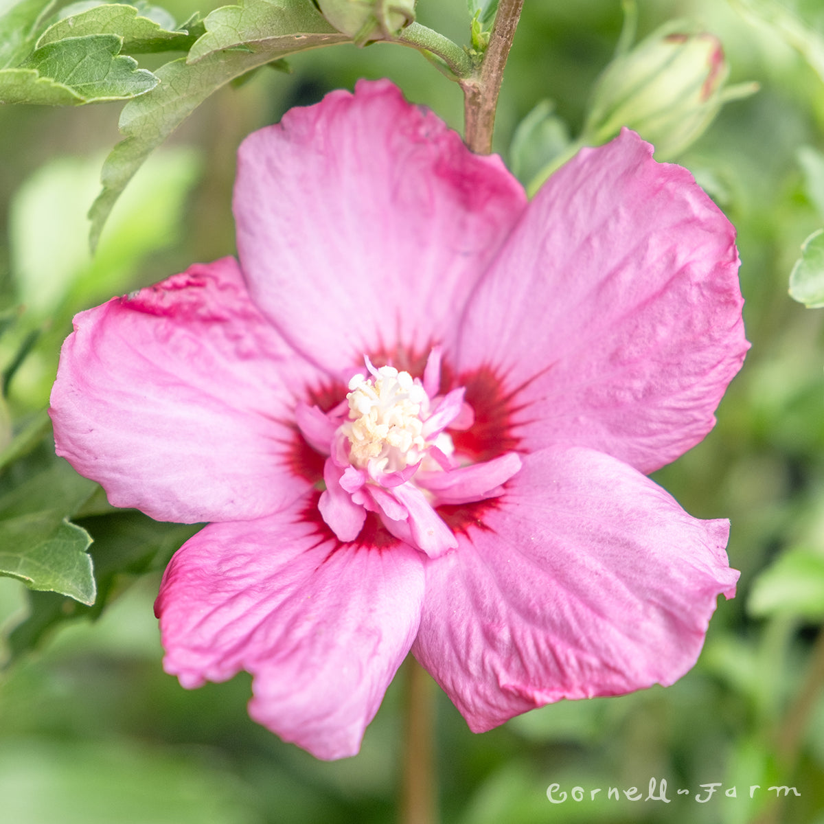 Hibiscus s. Chateau D'Amboise 2gal Hardy Rose of Sharon – Cornell Farm