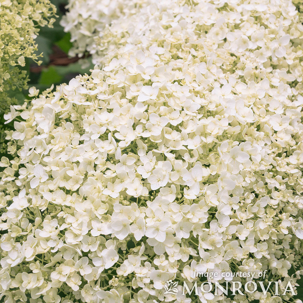 Hydrangea a. Bar Harbor 5gal Seaside Serenade – Cornell Farm