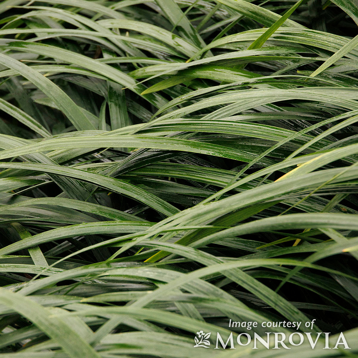 Ophiopogon j. Crystal Falls 1gal – Cornell Farm