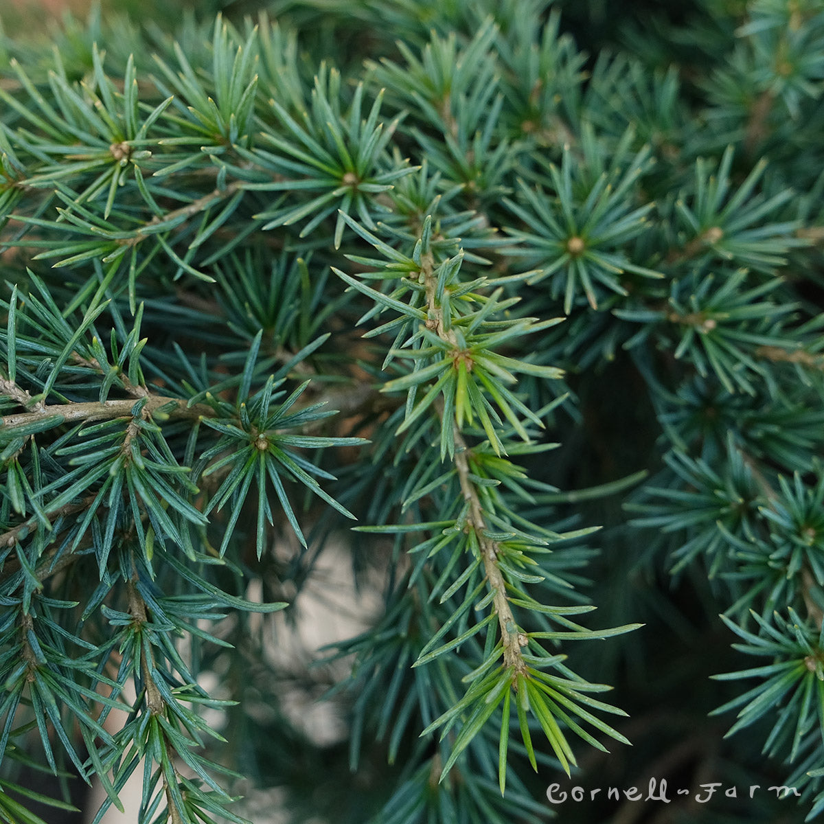 Cedrus deodara Feelin Blue 5gal dwarf Cedar – Cornell Farm