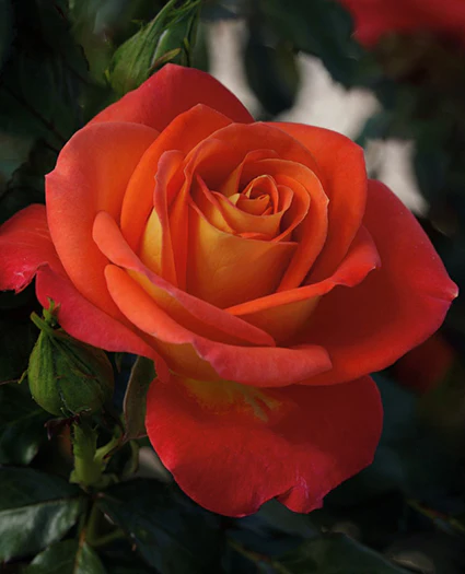 Rose Burst of Joy 5gal Floribunda – Cornell Farm