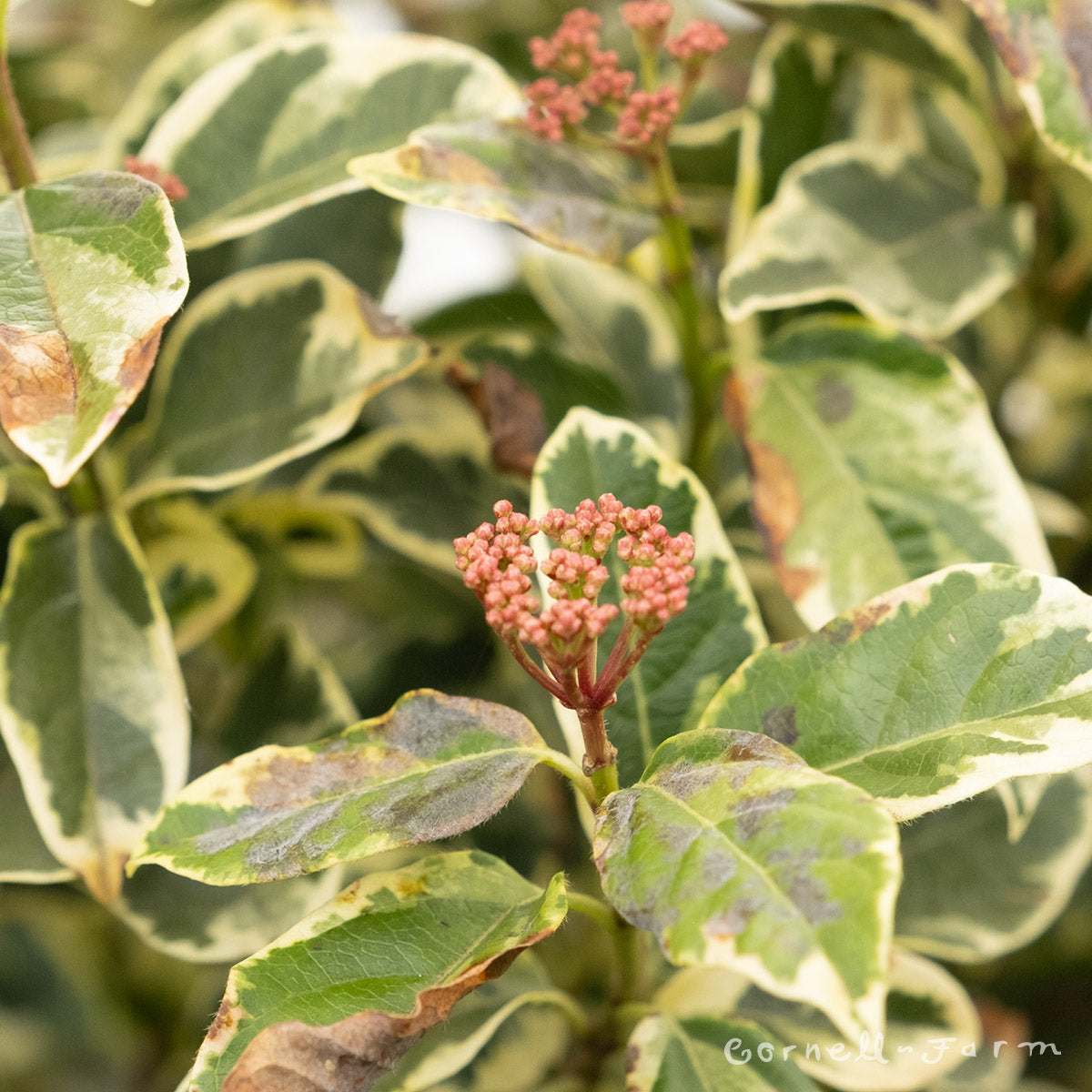 Viburnum t. Variegatum 5gal Variegated Laurustinus – Cornell Farm