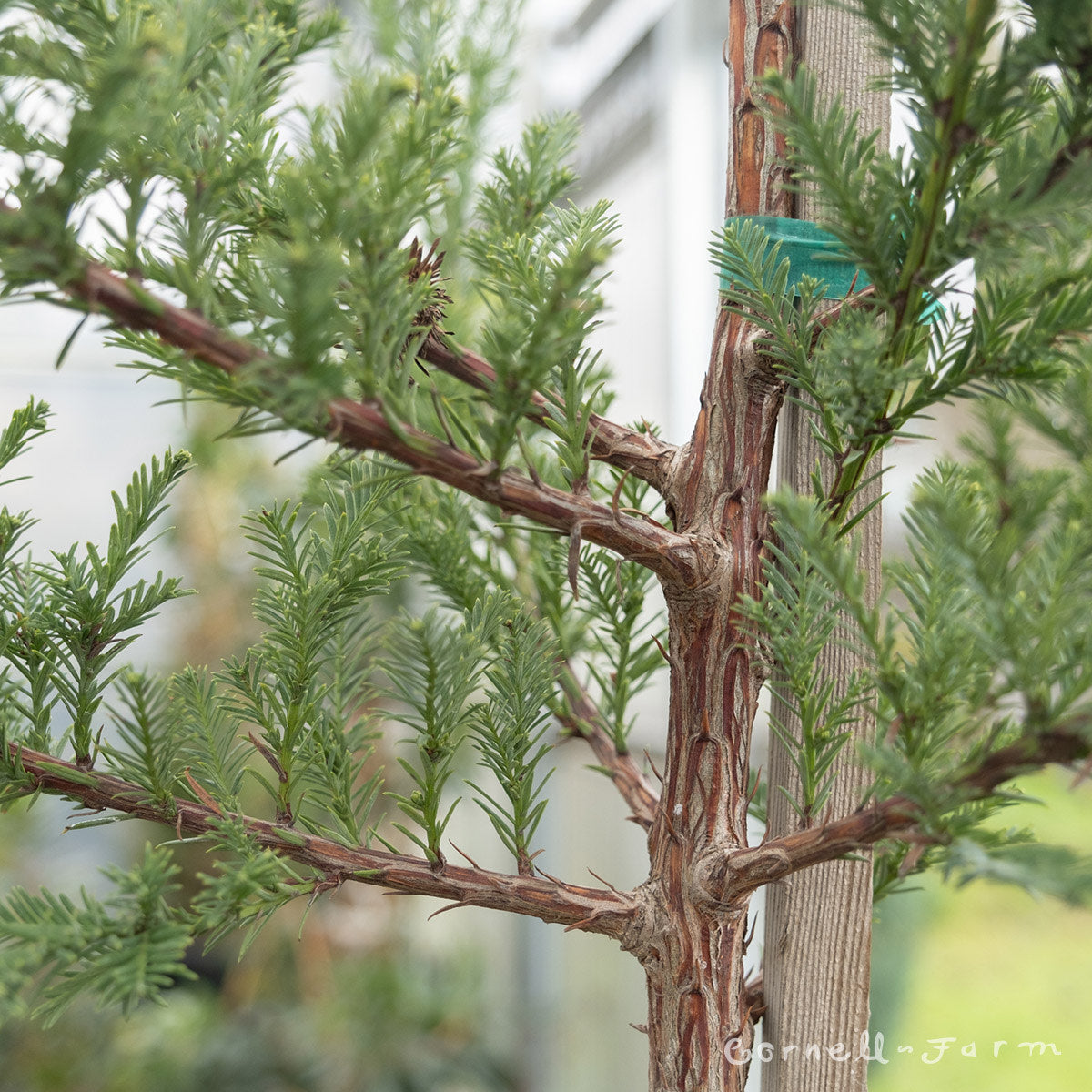 Sequoia sempervirens Soquel 10gal Coastal Redwood – Cornell Farm