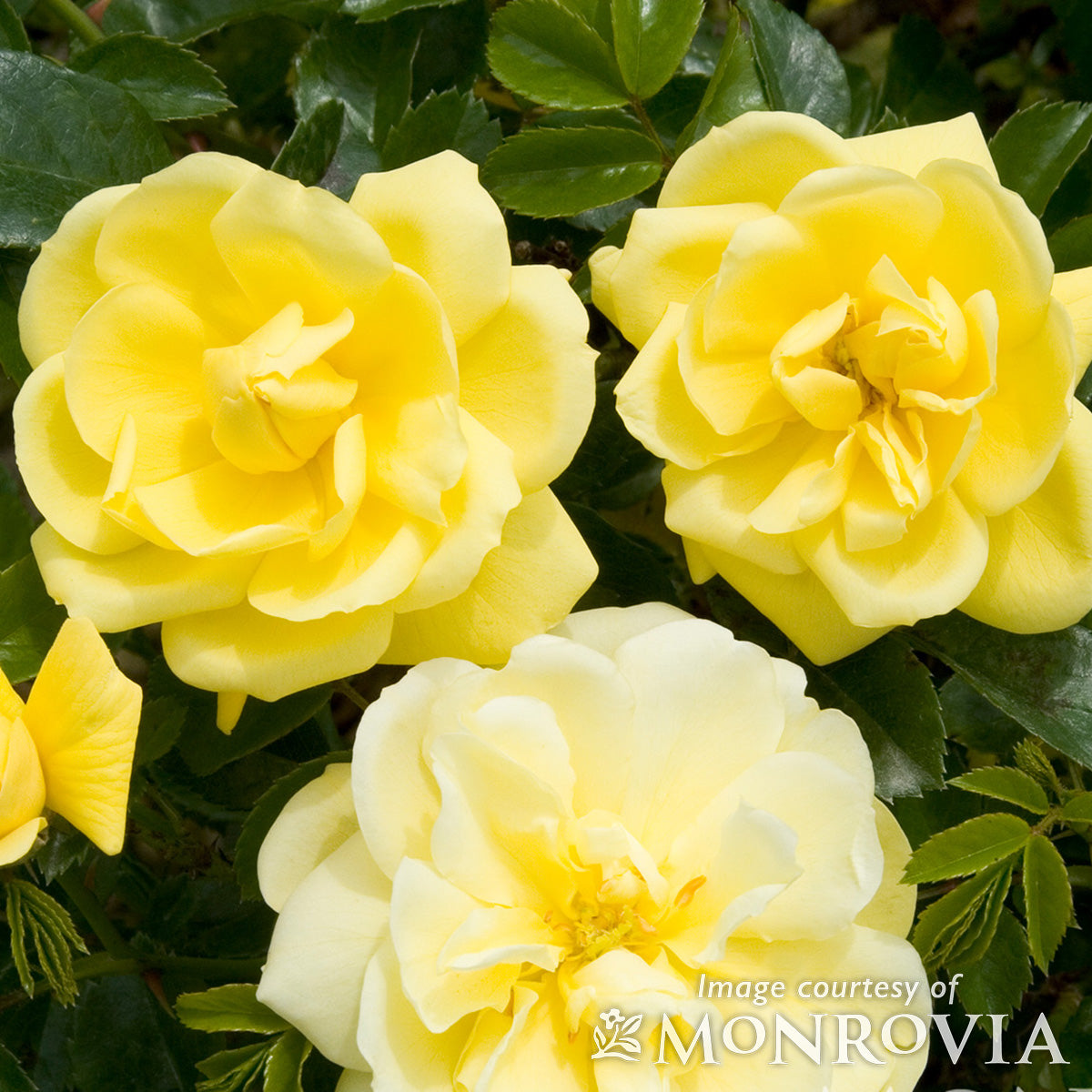 Rose Flower Carpet Yellow 5gal Patio Tree – Cornell Farm