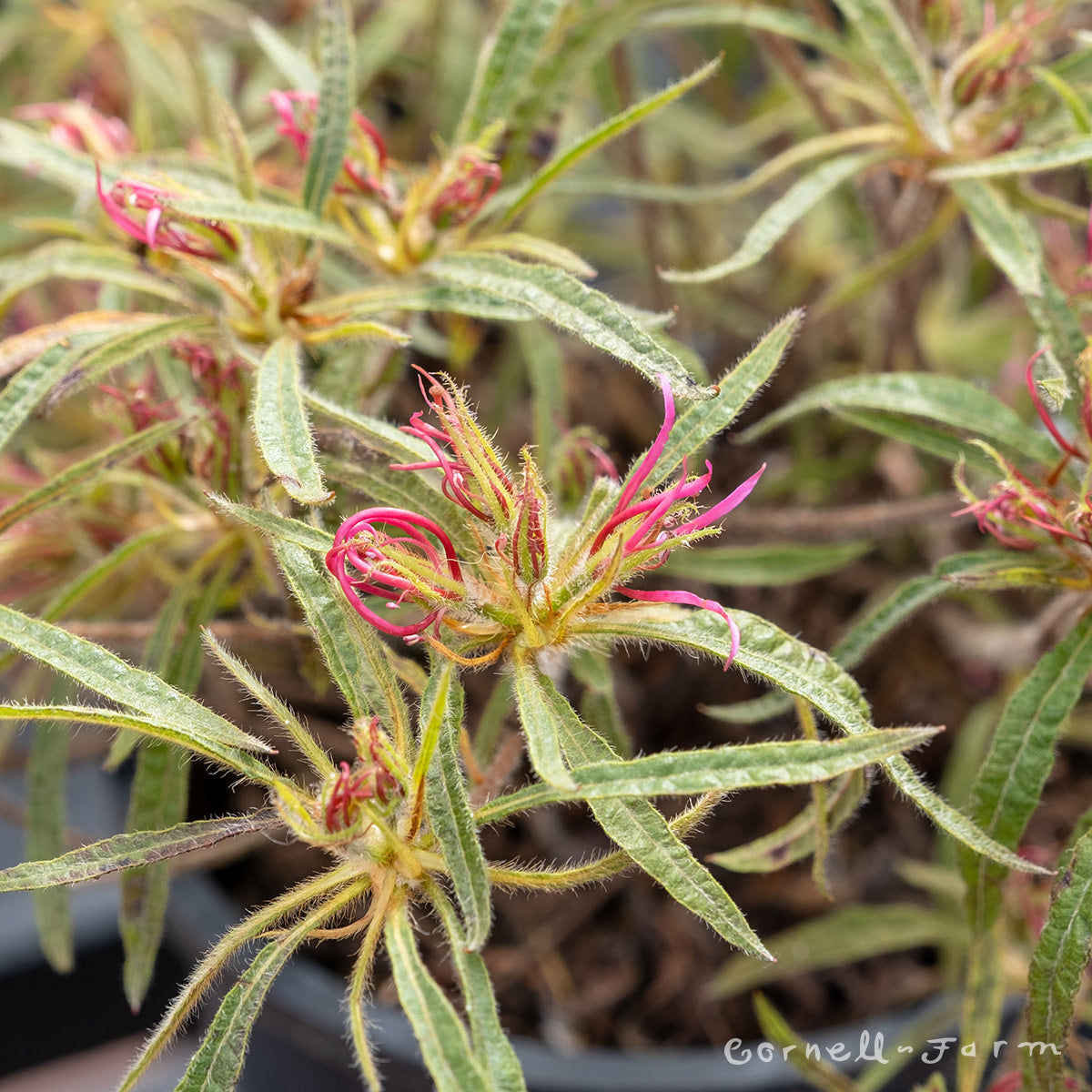 Rhododendron stenopetalum 2gal Spider Azalea – Cornell Farm