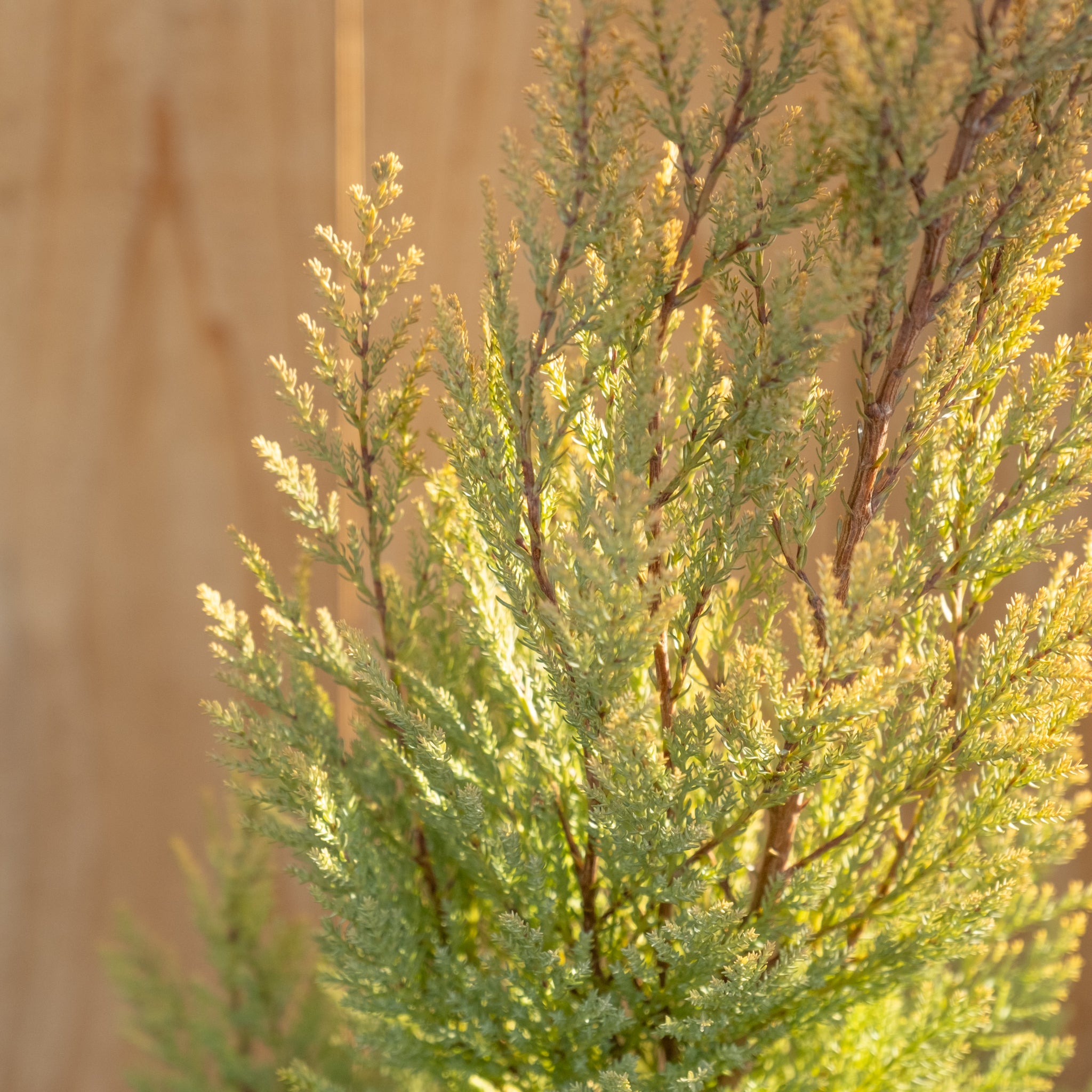 Chamaecyparis l. Golden Surprise 1gal Lawson Cypress – Cornell Farm