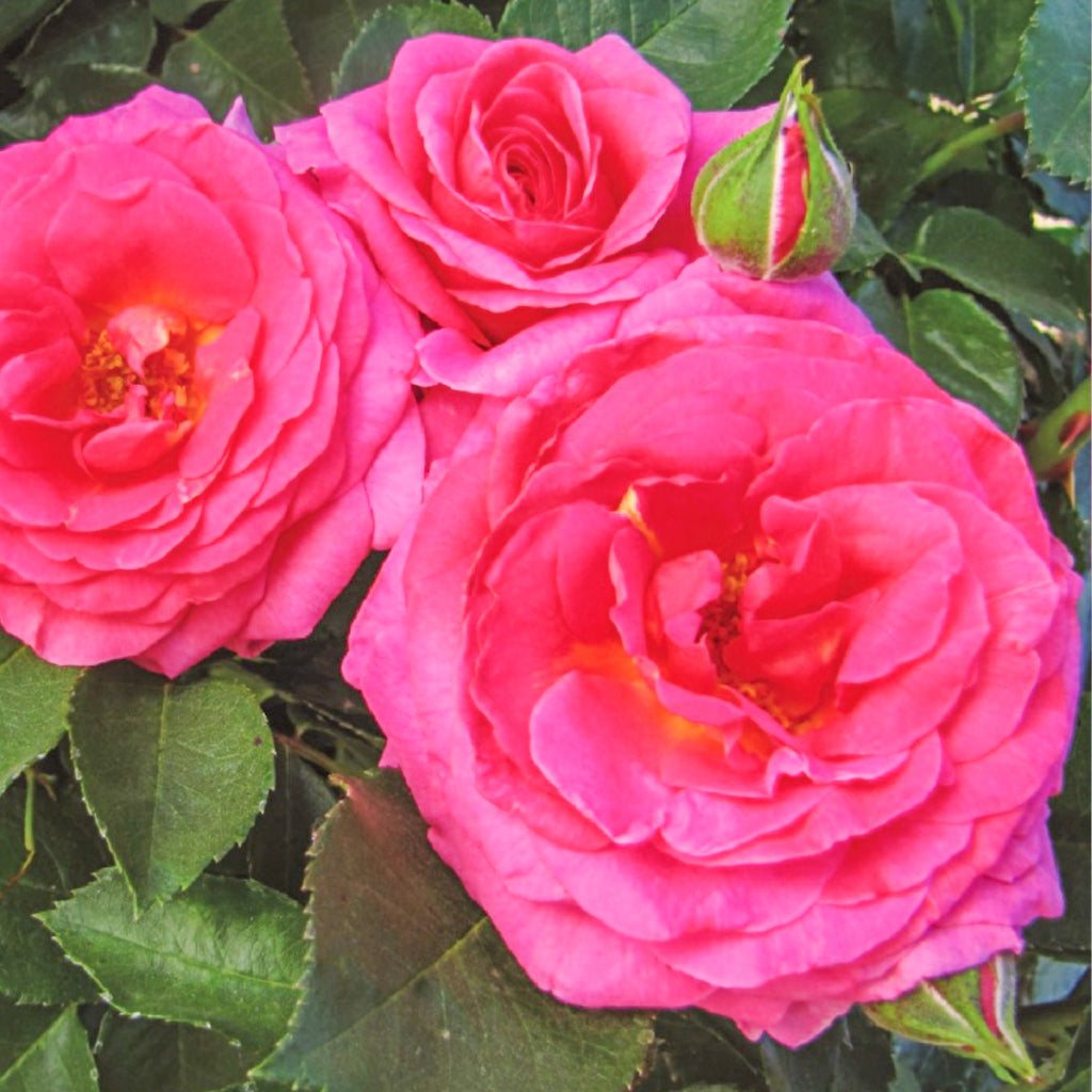 Rose Time After Time 5gal Floribunda – Cornell Farm