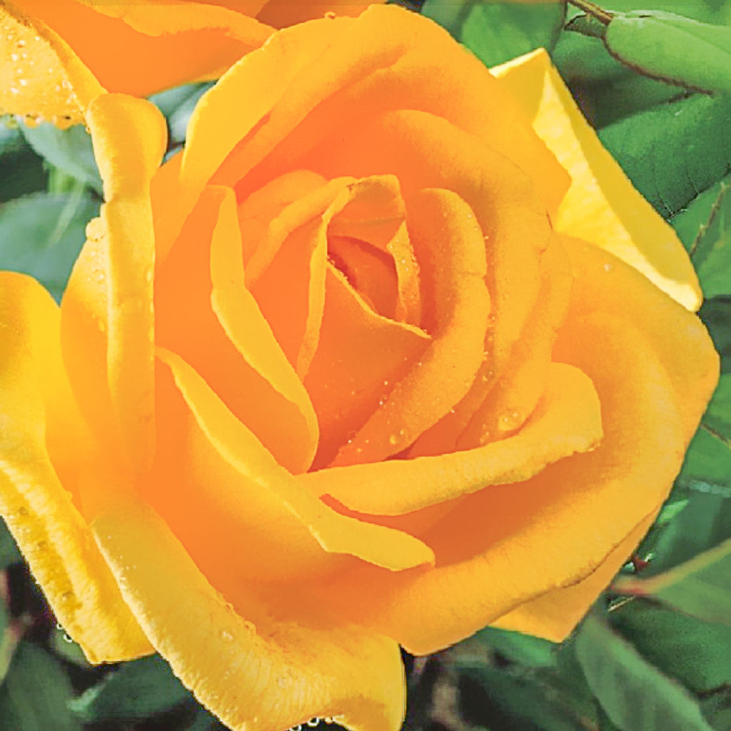 Rose Radiant Perfume 5gal Grandiflora – Cornell Farm