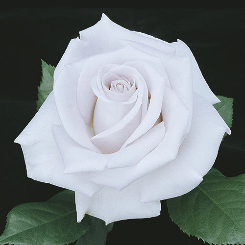 Rose Stainless Steel 5gal Hybrid Tea – Cornell Farm