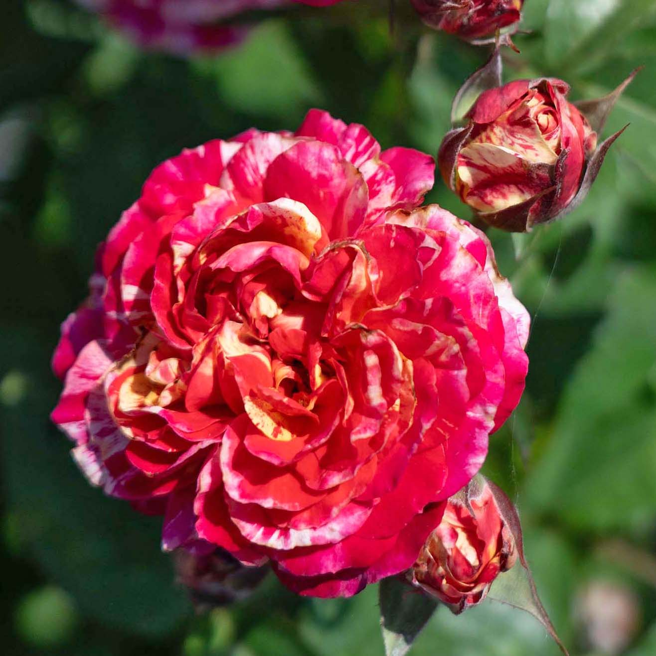 Rose Winning Streak 5gal Floribunda – Cornell Farm