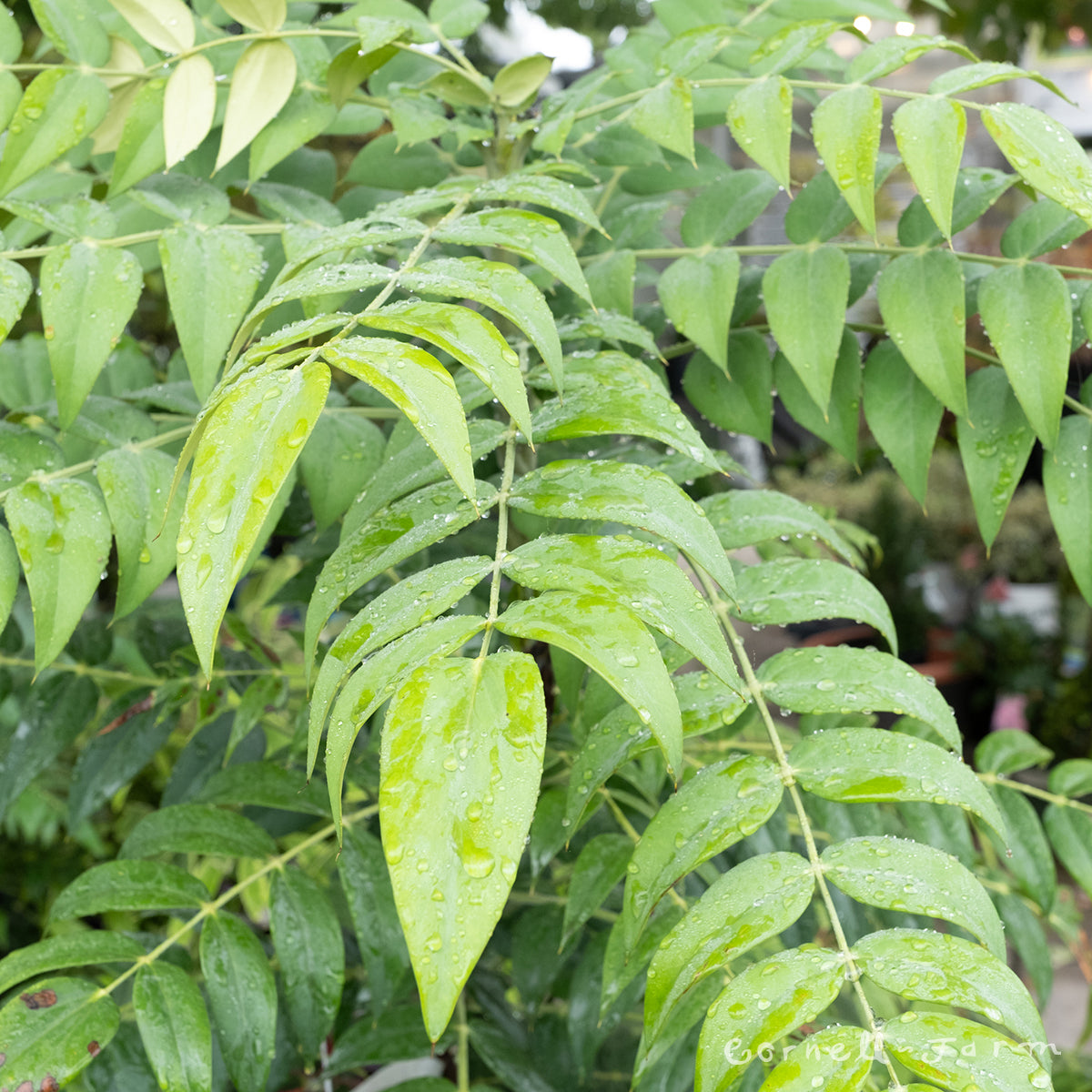 Mahonia x media Marvel 3gal – Cornell Farm