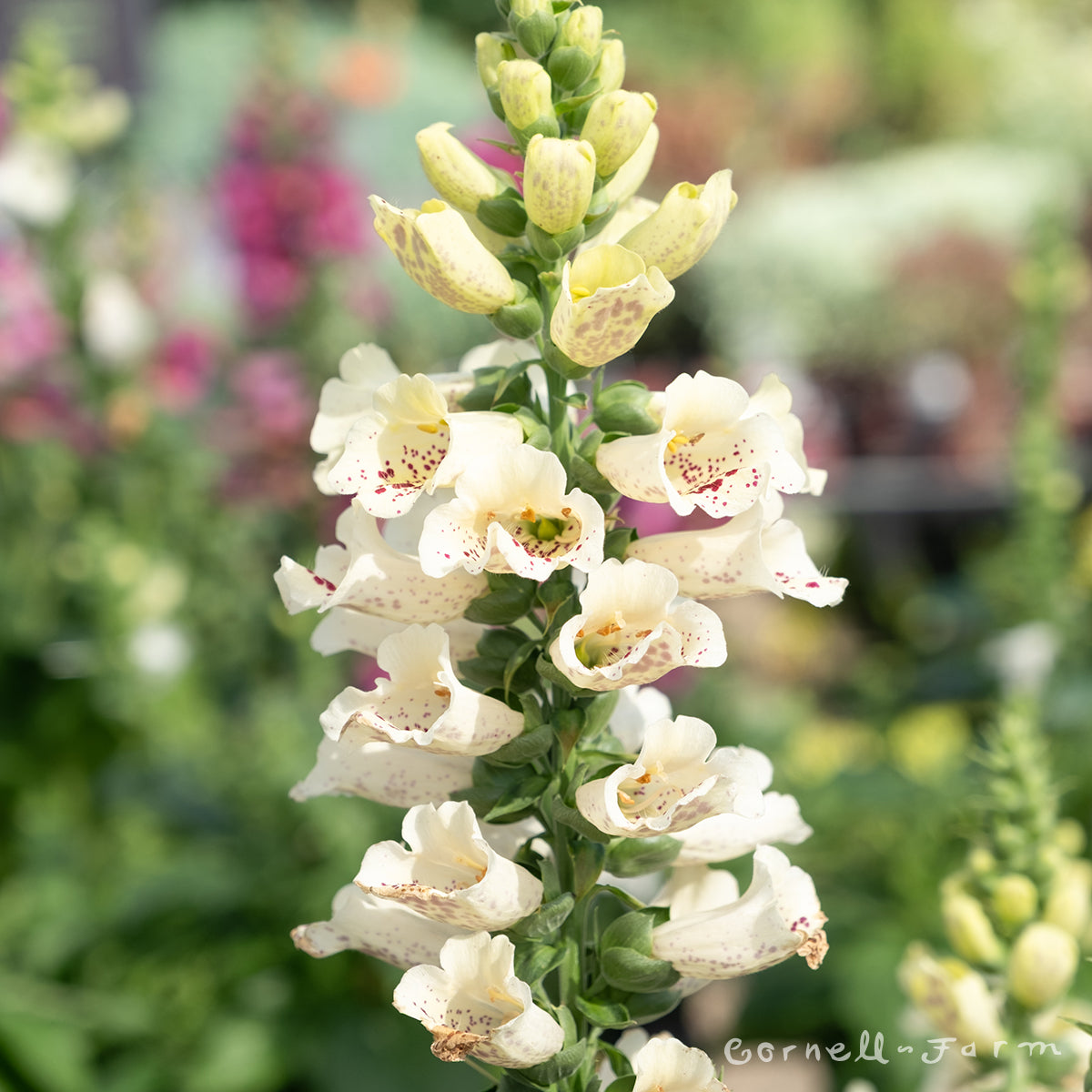 Digitalis Foxybee Cream 1gal CF – Cornell Farm