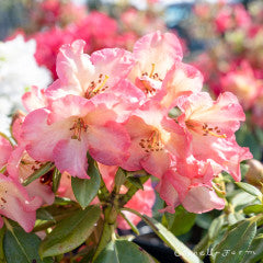 Rhododendron Teacher's Pet 2gal Orangey-Pink – Cornell Farm