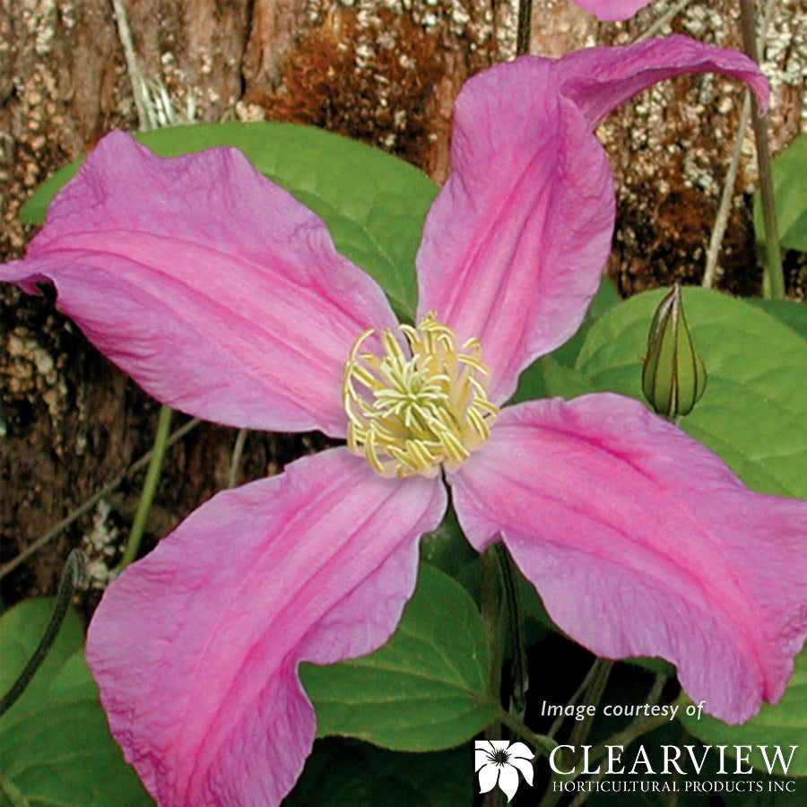 Clematis Inspiration 2gal deep pink – Cornell Farm