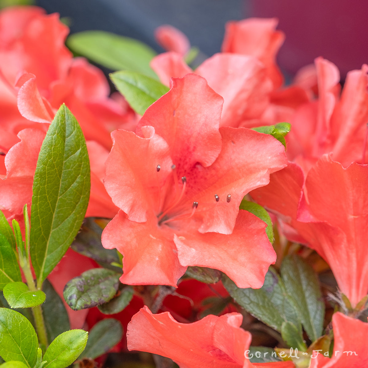 Azalea Autumn Sunset 1gal Encore Azalea – Cornell Farm