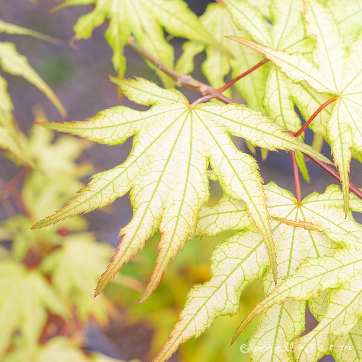 Acer p. Ghost Dancer 4-5ft Japanese Maple 1-1.25" – Cornell Farm