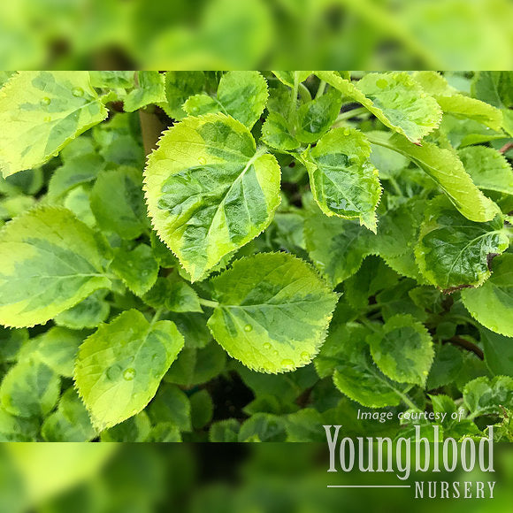 Hydrangea petiolaris Miranda 1gal Climbing Hydrangea – Cornell Farm