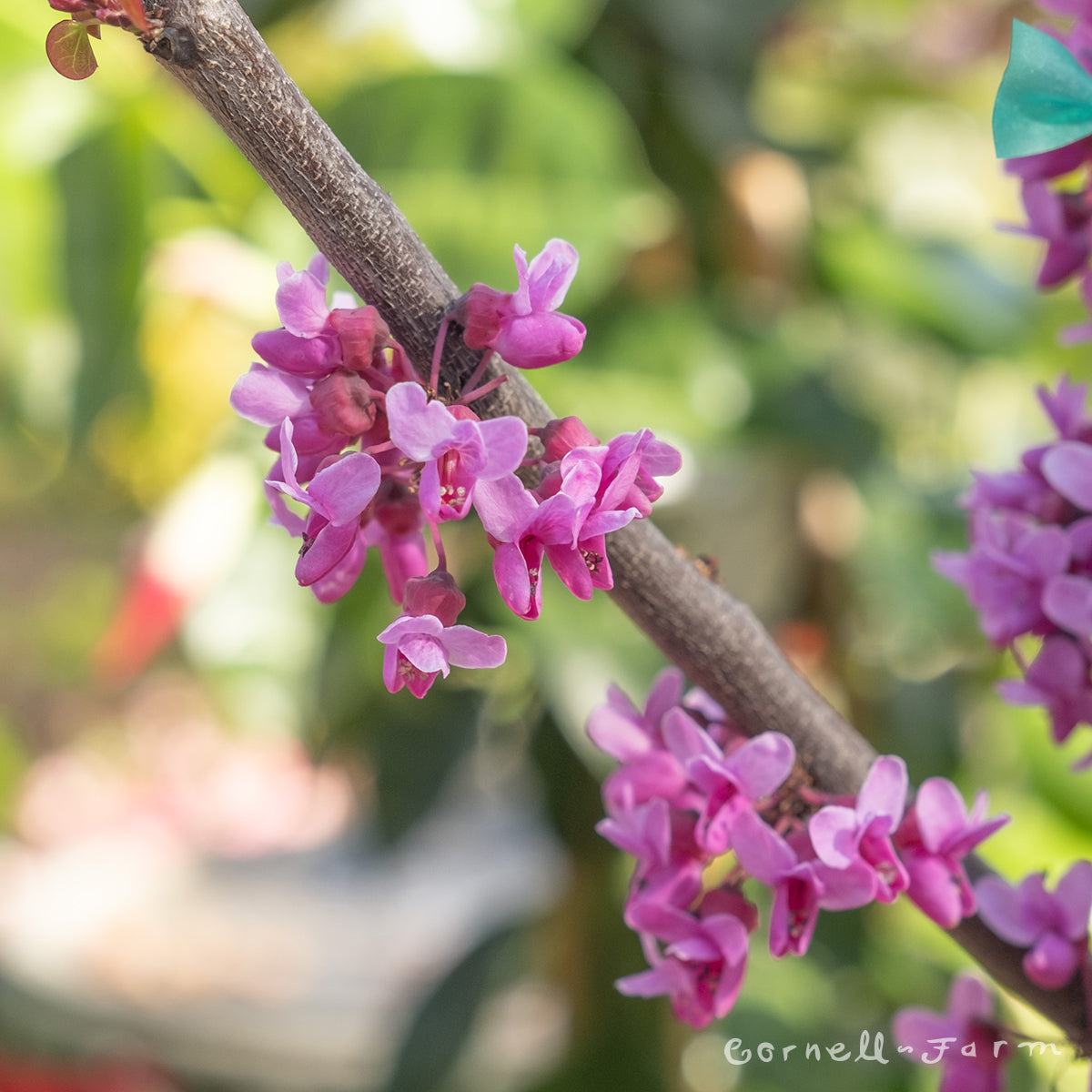 Cercis c. Sparkling Wine 7gal Redbud – Cornell Farm
