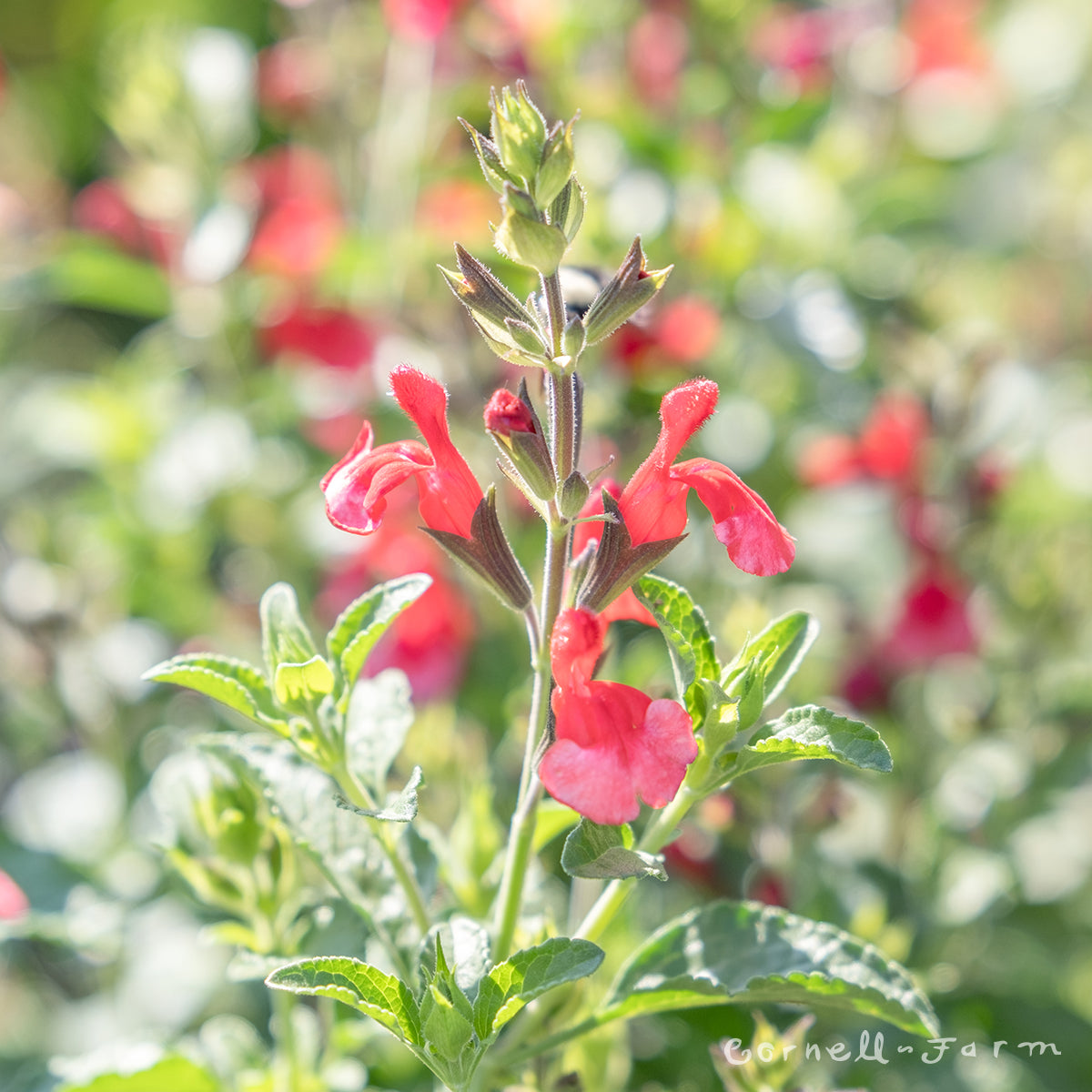 Salvia greggii Radio Red 1gal CF – Cornell Farm
