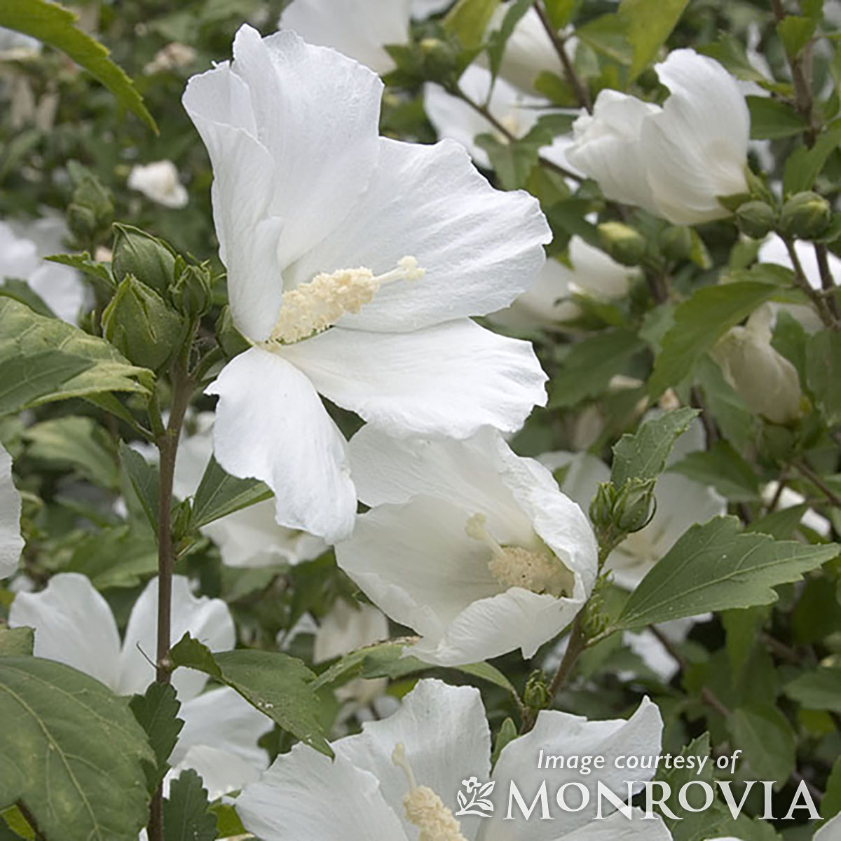 Hibiscus s. Diana 7gal PT Hardy Rose of Sharon – Cornell Farm
