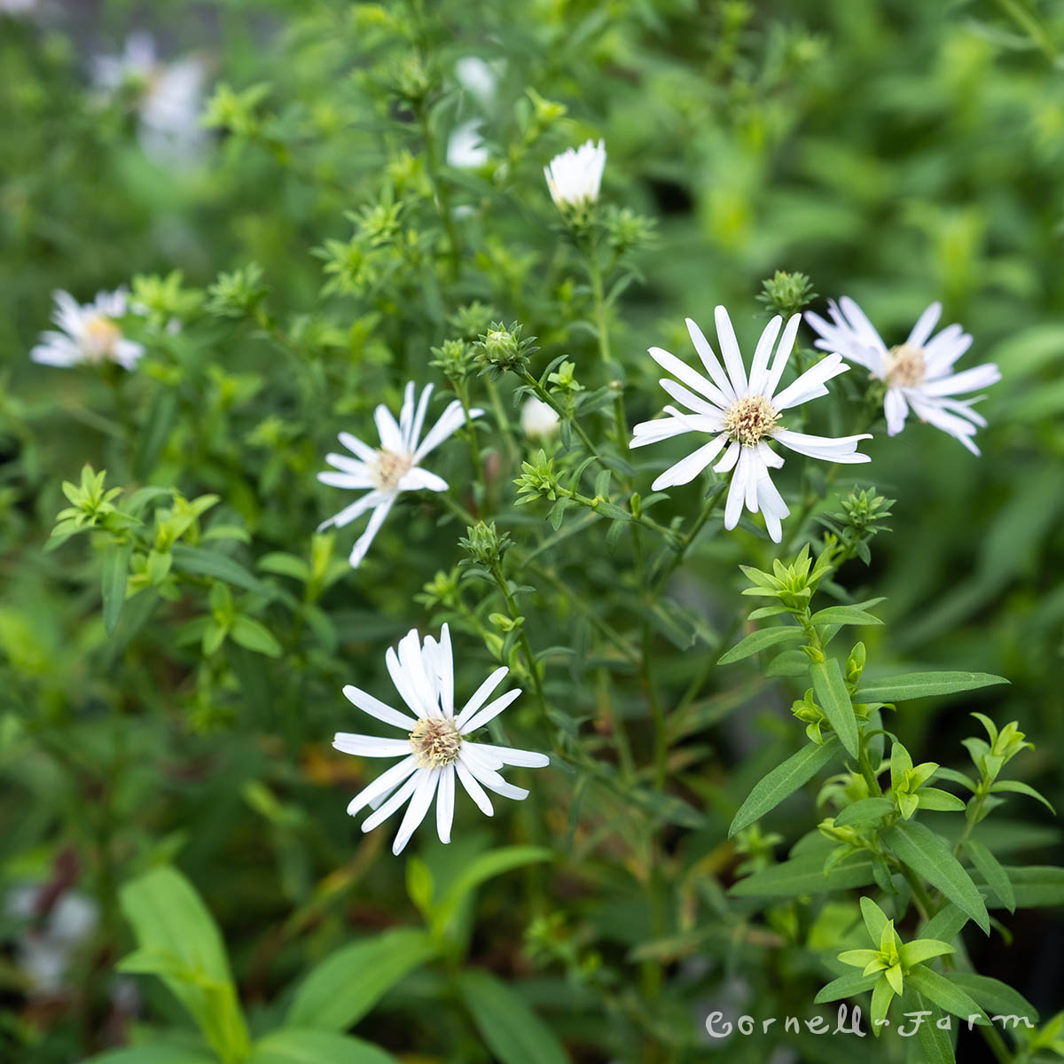 Aster hallii 4" Hall's Aster – Cornell Farm
