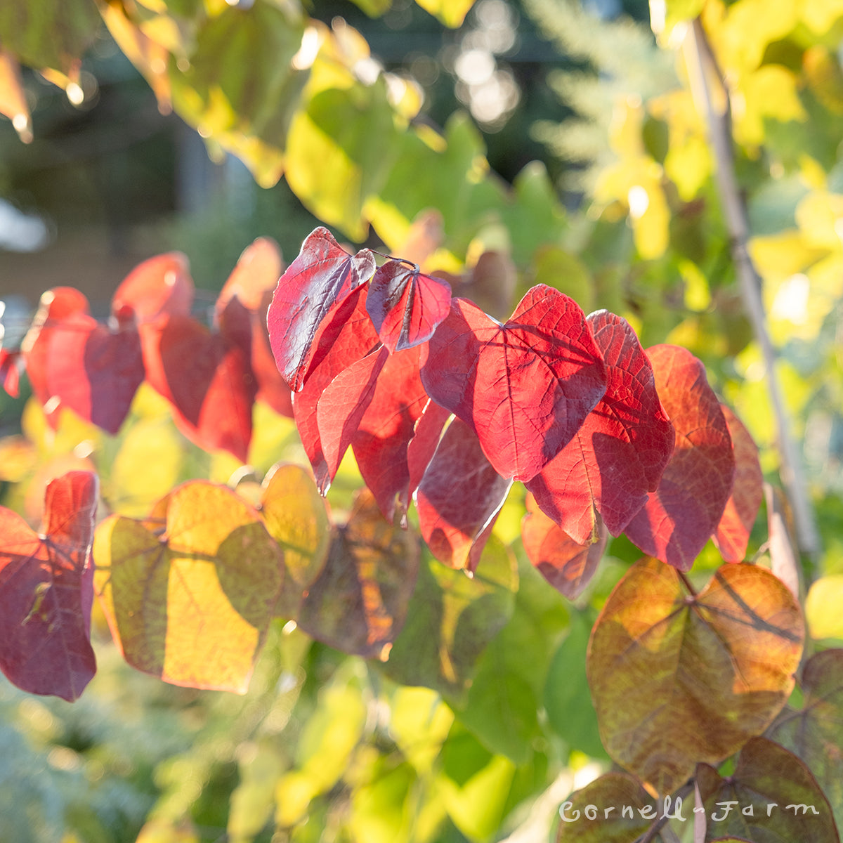 Cercis c. Flame Thrower 5gal Redbud – Cornell Farm
