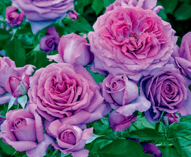 Rose Sweet Madame Blue 5gal Floribunda – Cornell Farm