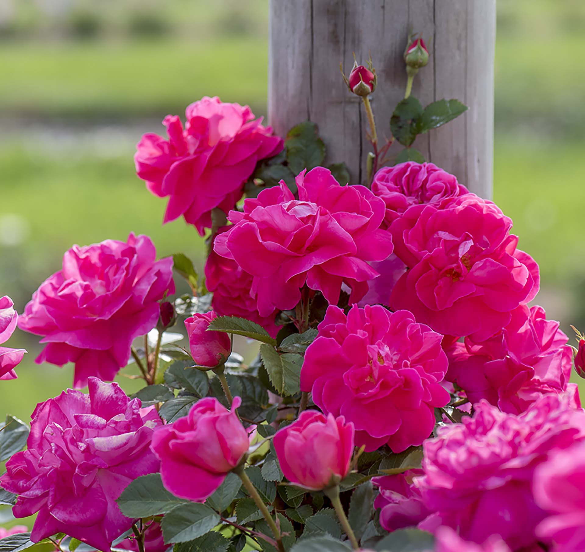 Rose Highwire Flyer 5gal Climber – Cornell Farm