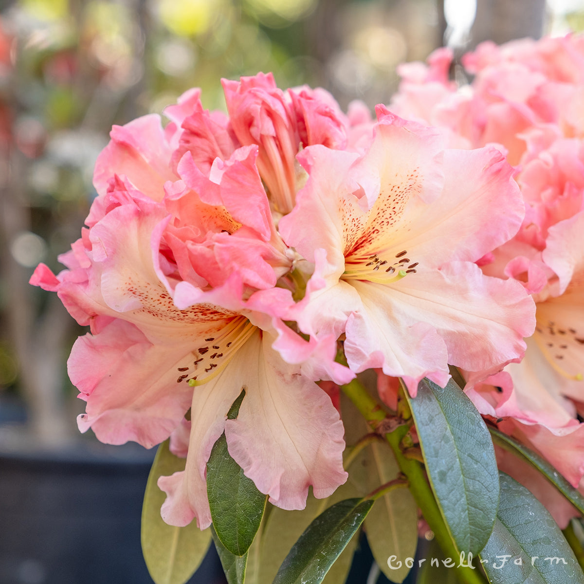 Rhododendron Nelda Peach 2gal – Cornell Farm