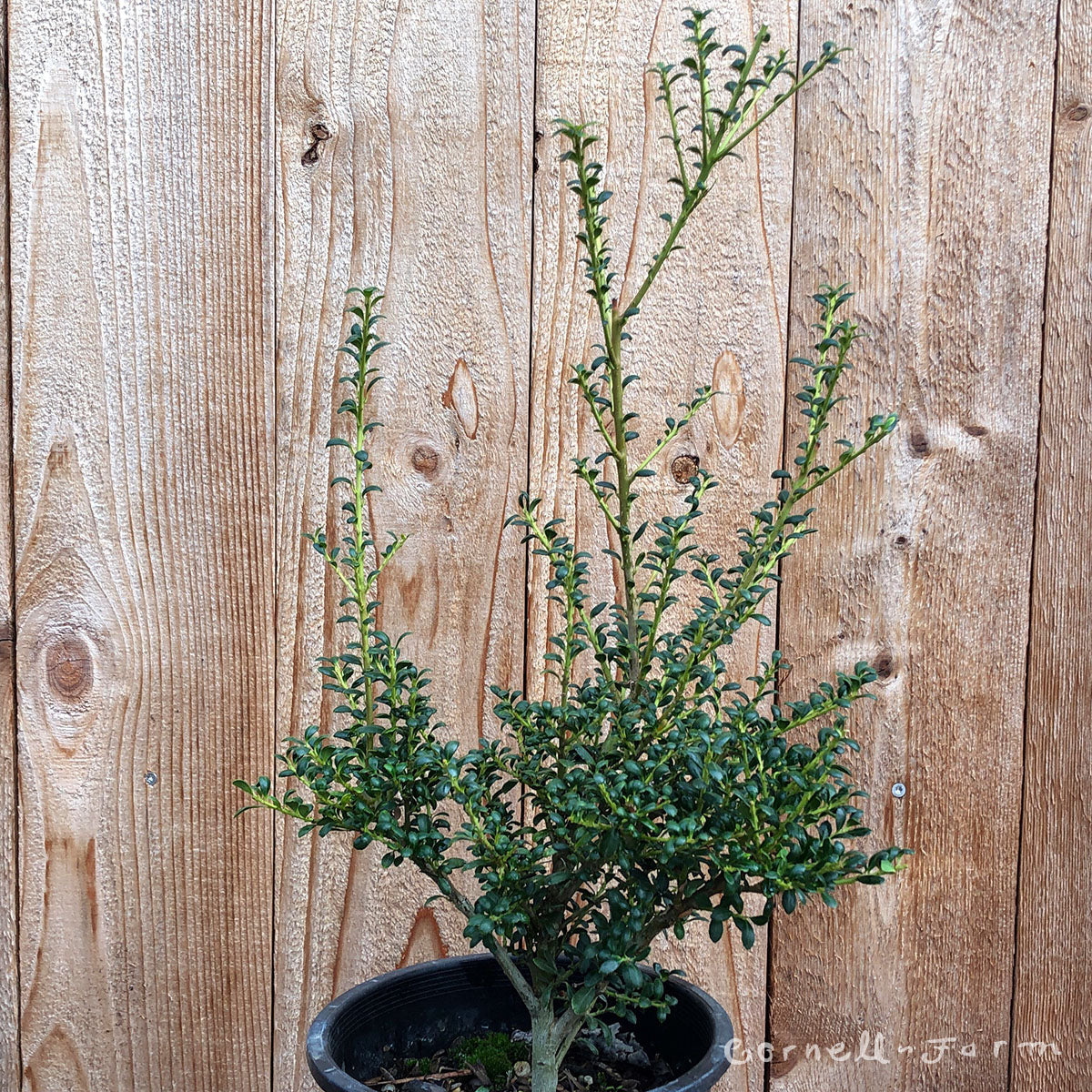Ilex c. Geisha 4in Dwarf Japanese Holly – Cornell Farm