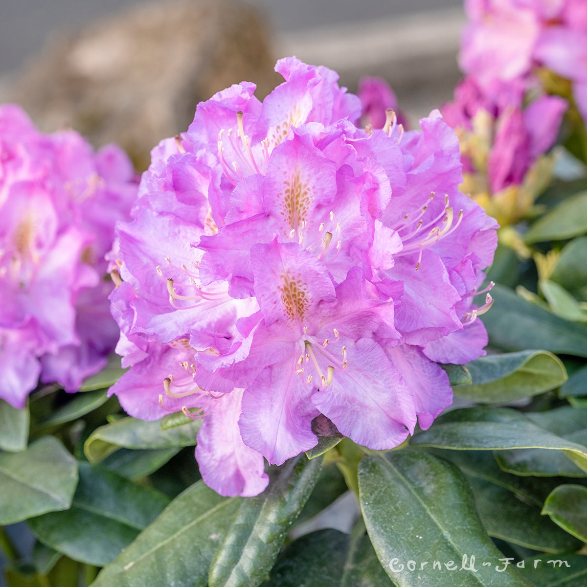 Rhododendron Minnetonka 2gal red-violet – Cornell Farm