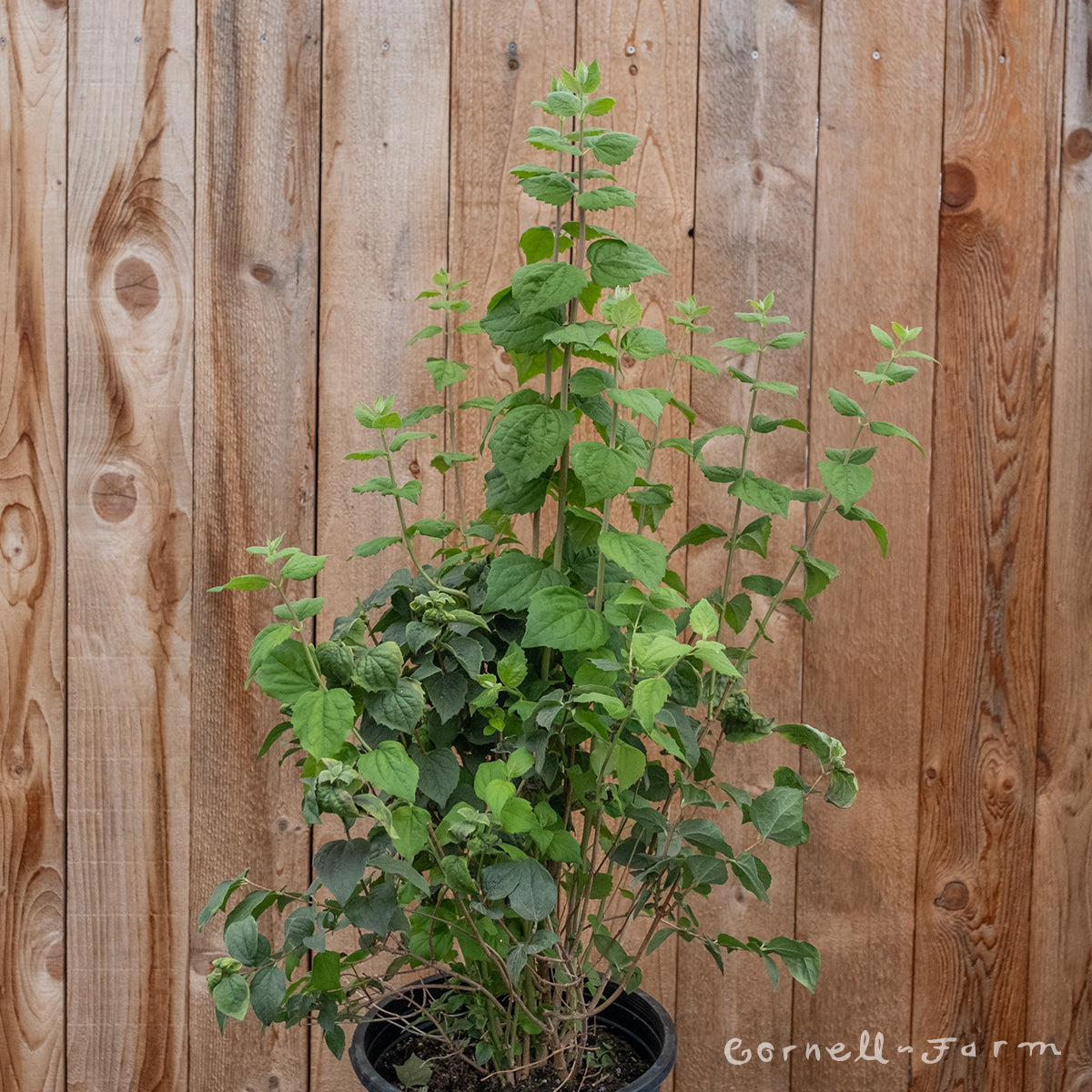 Philadelphus virginalis Minnesota Snowflake 5gal Mock Orange – Cornell Farm