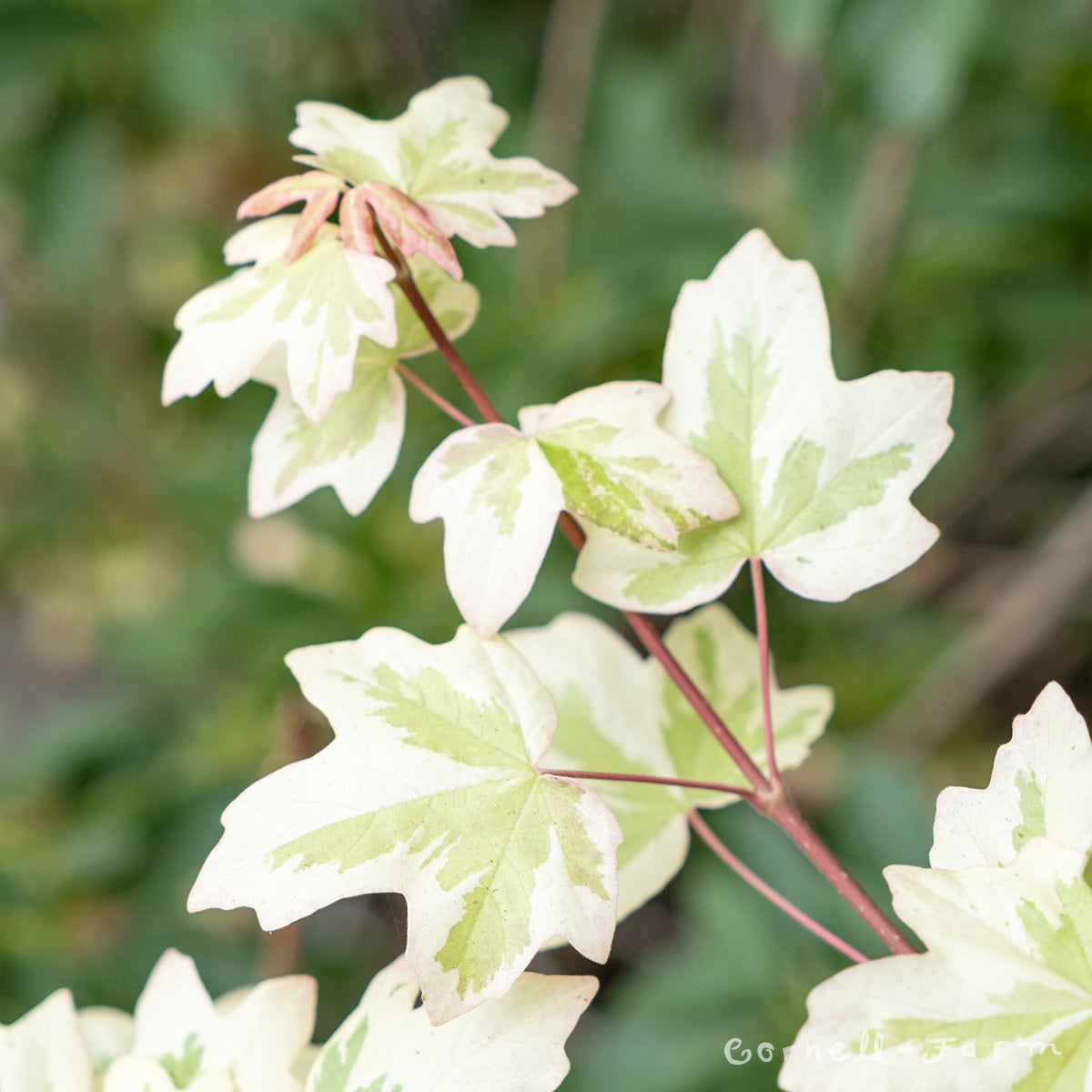 Acer campestre Carnival 6gal Hedge Maple – Cornell Farm