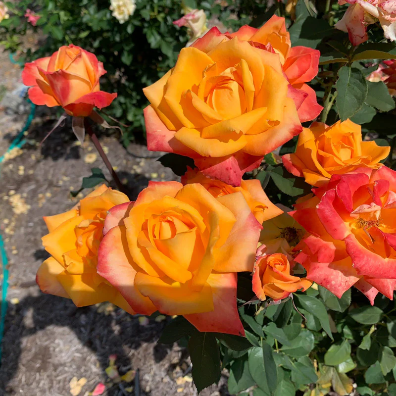 Rose Chris Evert 5gal Hybrid Tea – Cornell Farm