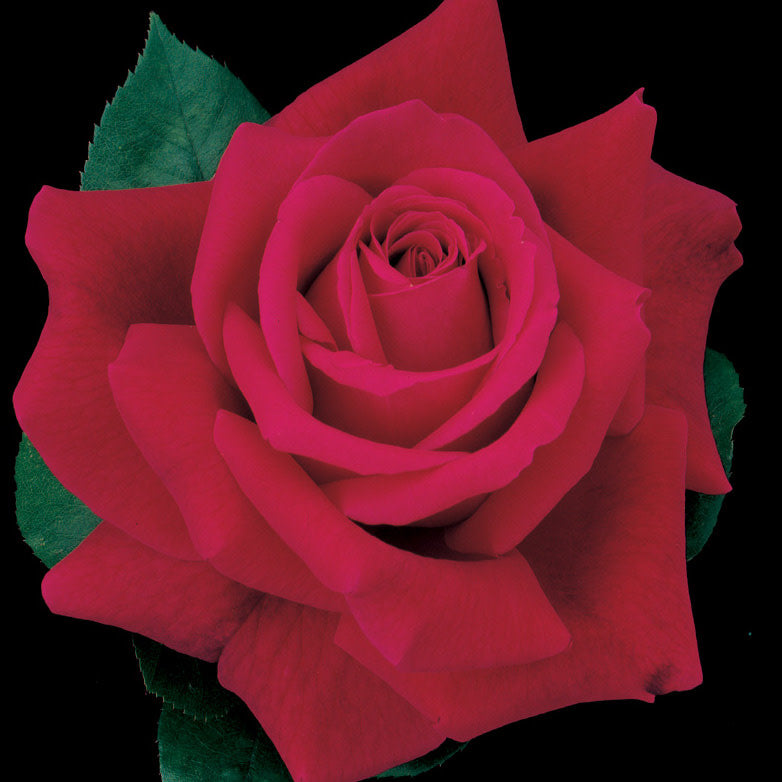 Rose Tree Mister Lincoln 5gal PT 36" Hybrid Tea – Cornell Farm