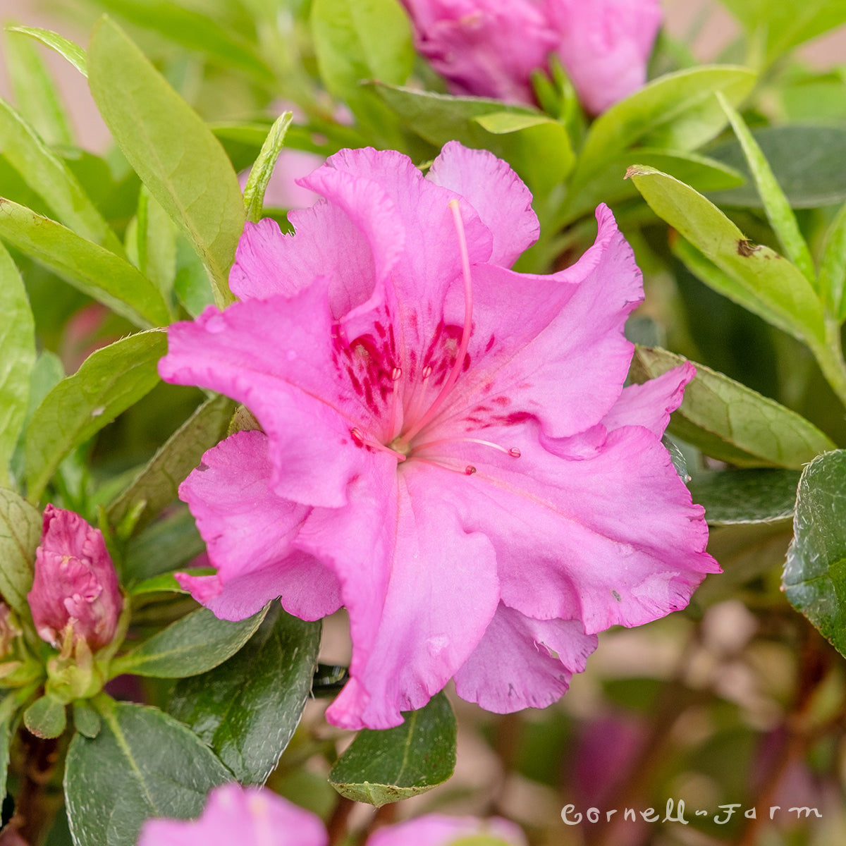 Azalea Royal Robe 1gal – Cornell Farm