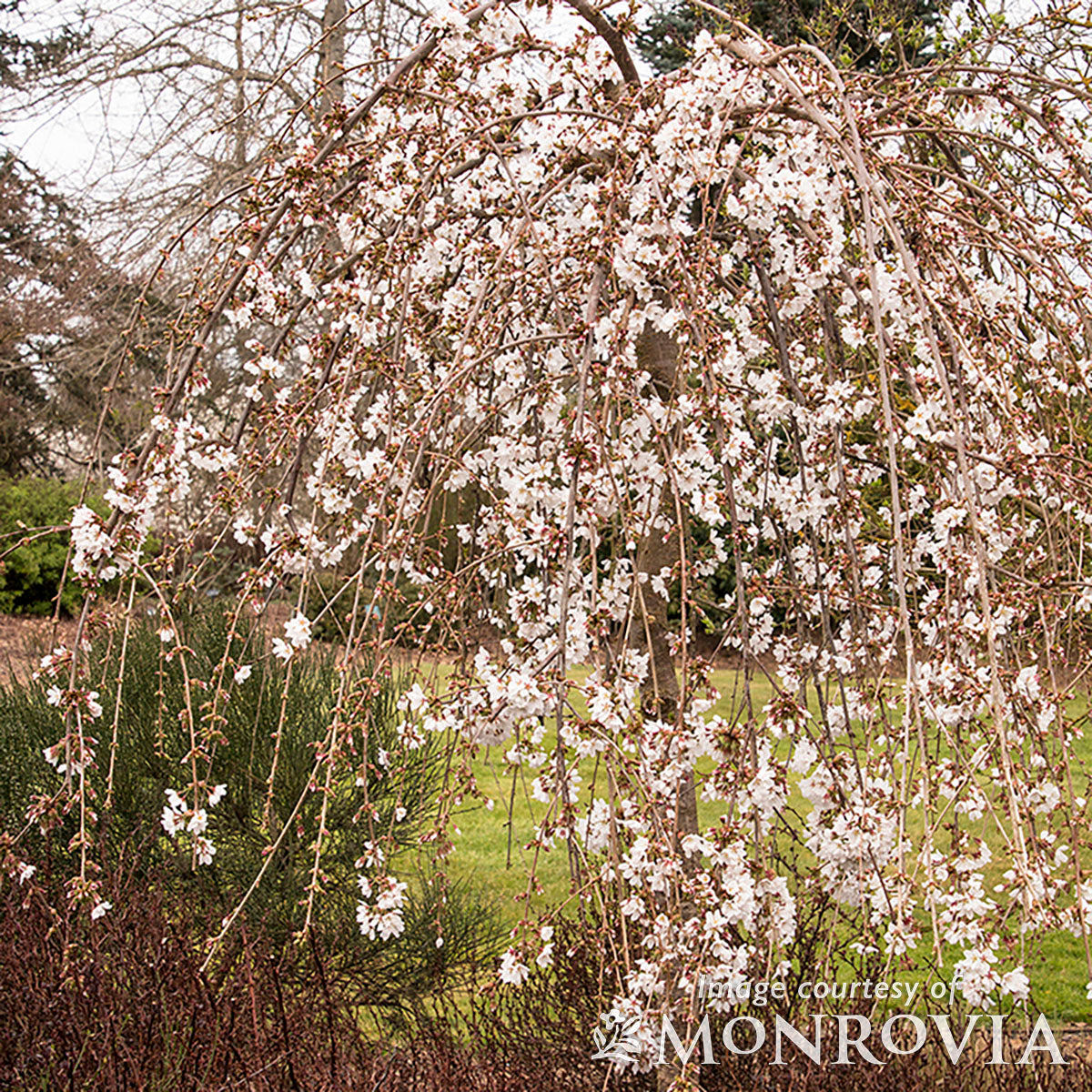 Prunus s. Snow Fountains 5gal Weeping Flowering Cherry – Cornell Farm