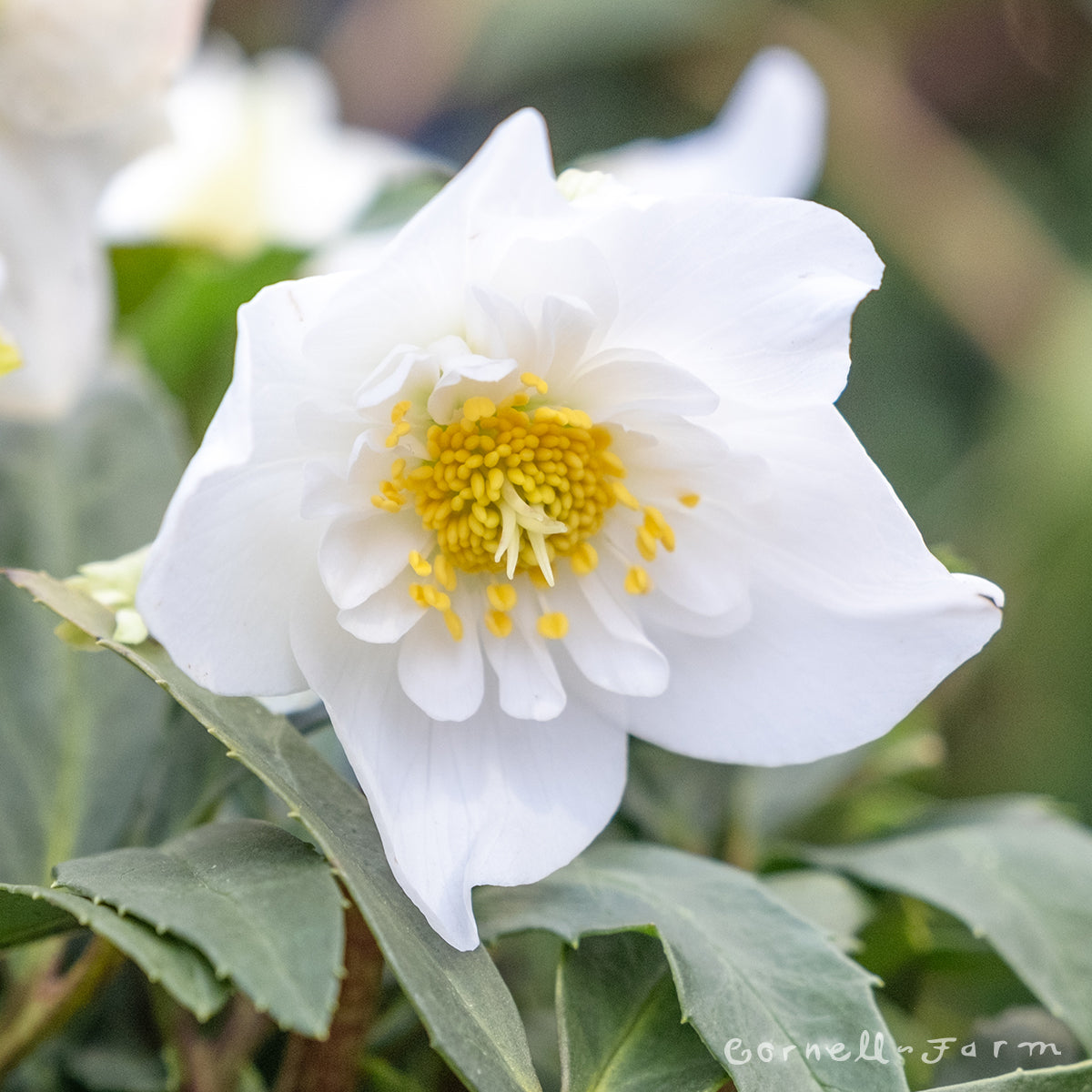 Helleborus WD Double Fantasy 1gal – Cornell Farm