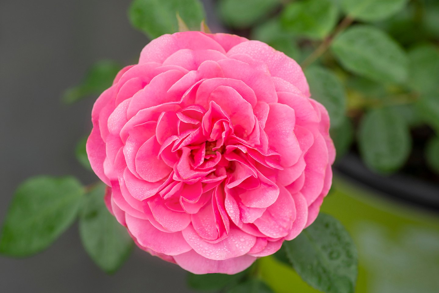 Rose Leonardo da Vinci 5gal Floribunda – Cornell Farm