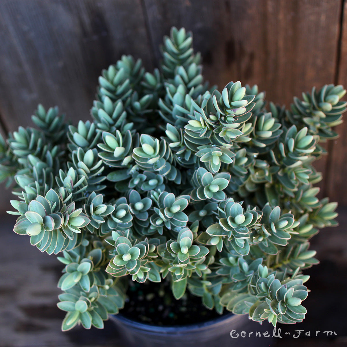 Hebe Red Edge 2gal – Cornell Farm