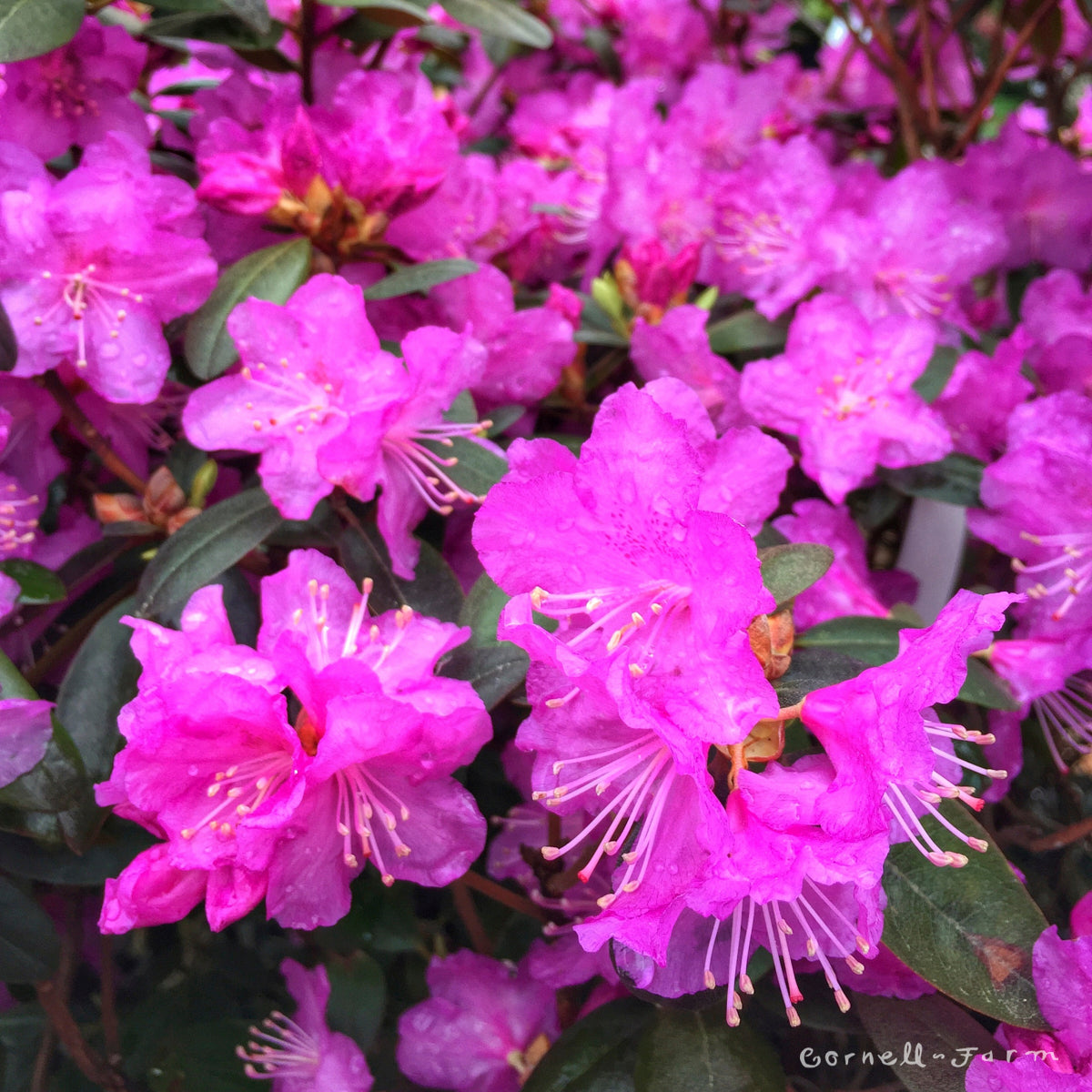 Rhododendron PJM Pink 1gal – Cornell Farm