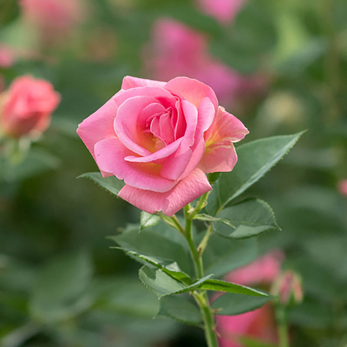 Rose Pink Freedom 5gal Shrub – Cornell Farm